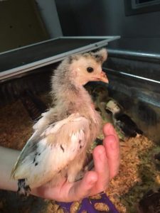 Silver Spangled Appenzeller Spitzhauben Chickens | Cackle Hatchery®