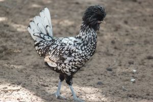 Silver Laced Polish Chicken - Baby Chicks for Sale | Cackle Hatchery®