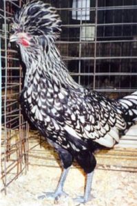 Silver Laced Polish Chicken - Baby Chicks for Sale | Cackle Hatchery®