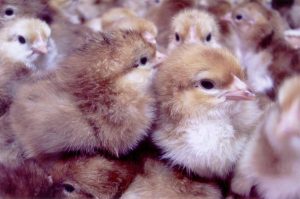 Rhode Island Red Baby Chicken Chicks For Sale | Cackle Hatchery®