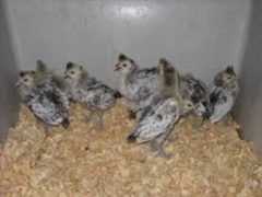 Silver Spangled Appenzeller Spitzhauben Chickens | Cackle Hatchery®
