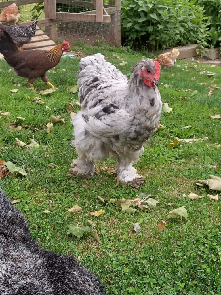 Splash Cochin - Standard Cochin Chickens | Cackle Hatchery®