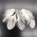 Splash Cochin Bantam Chicks | Docile Feather-Legged Bantams