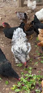 Splash Cochin - Standard Cochin Chickens | Cackle Hatchery®