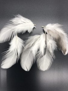 Splash Polish Chickens - Baby Chicks & Fowl | Cackle Hatchery®