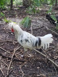 Splash Polish Chickens - Baby Chicks & Fowl | Cackle Hatchery®