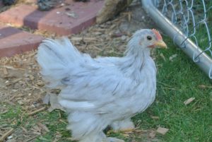 Splash Cochin Bantam Chicks | Docile Feather-Legged Bantams