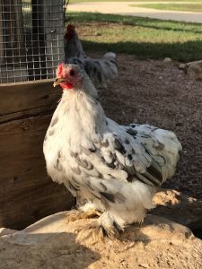 Splash Cochin Bantam Chickens for Sale | Cackle Hatchery®