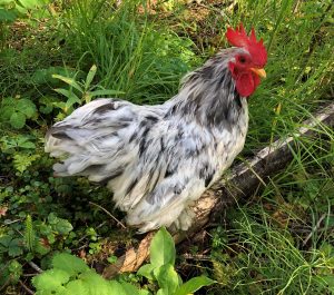 Splash Cochin Bantam Chickens for Sale | Cackle Hatchery®