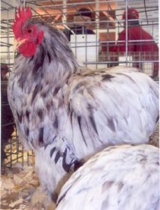 Splash Cochin Bantam Chickens for Sale | Cackle Hatchery®