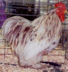 Splash Cochin Bantam Chickens for Sale | Cackle Hatchery®