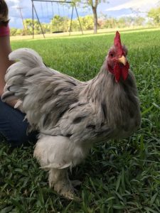 Splash Cochin Bantam Chickens for Sale | Cackle Hatchery®