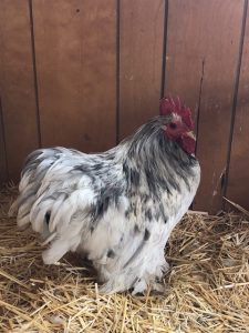 Splash Cochin Bantam Chickens for Sale | Cackle Hatchery®