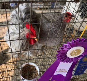 Splash Cochin Bantam Chickens for Sale | Cackle Hatchery®