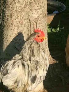 Splash Cochin Bantam Chickens for Sale | Cackle Hatchery®