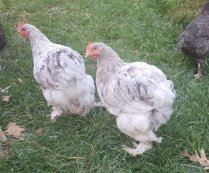 Splash Cochin - Standard Cochin Chickens | Cackle Hatchery®