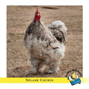 Splash Cochin - Standard Cochin Chickens | Cackle Hatchery®