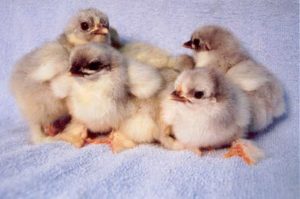 Splash Cochin - Standard Cochin Chickens | Cackle Hatchery®