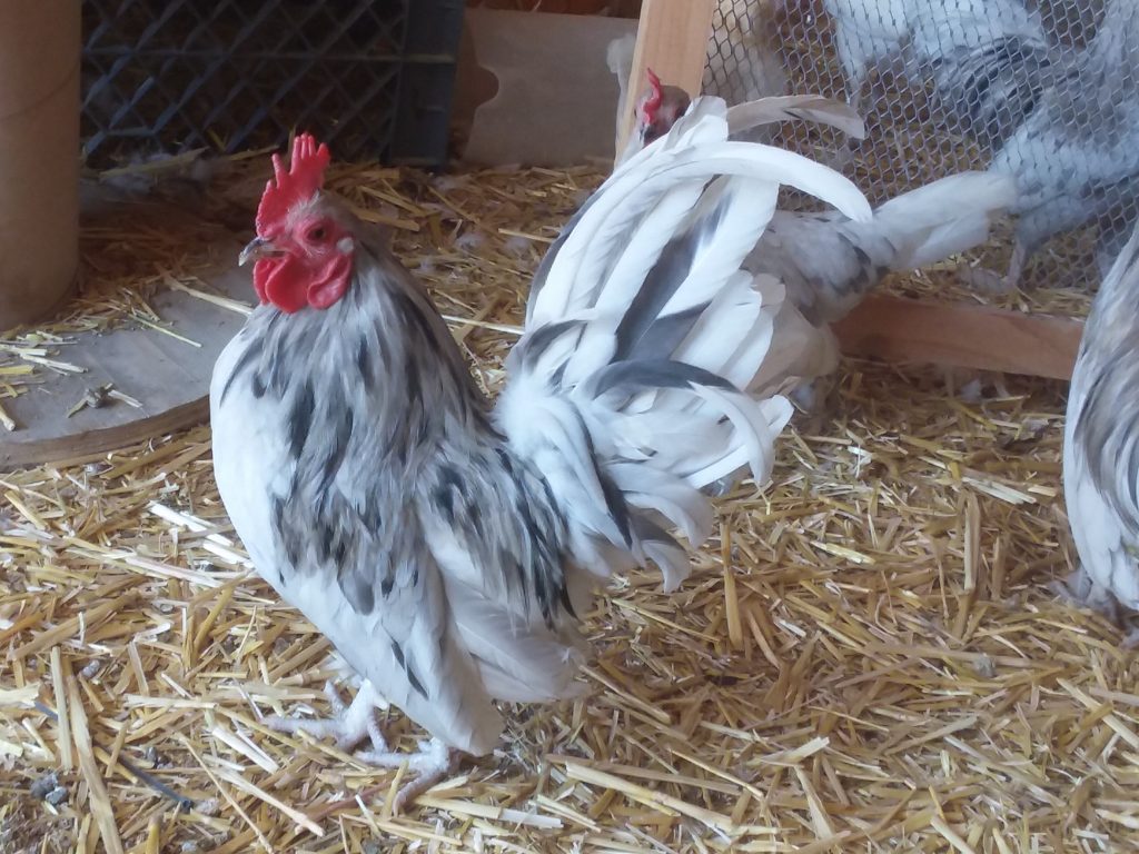 Splash Old English Game Bantam Chickens | Cackle Hatchery®