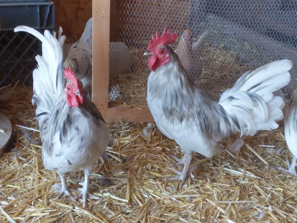 Splash Old English Game Bantam Chickens | Cackle Hatchery®