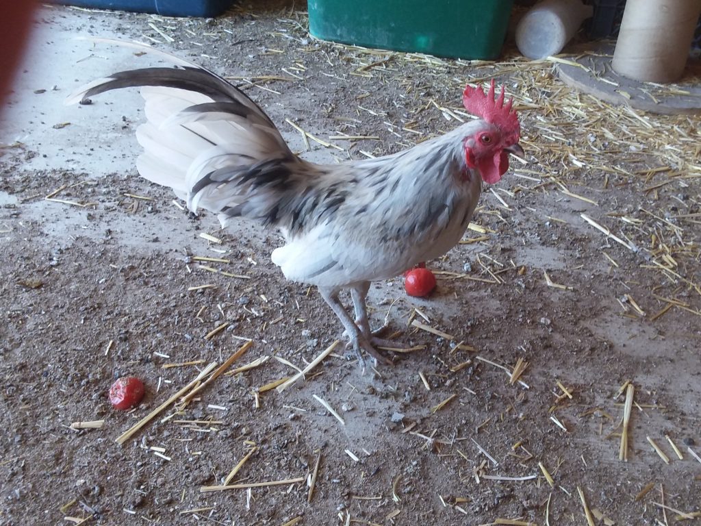 Splash Old English Game Bantam Chickens | Cackle Hatchery®