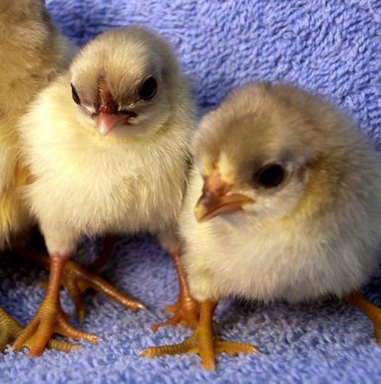 Splash Old English Game Bantam Chickens | Cackle Hatchery®