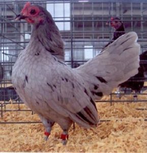 Splash Old English Game Bantam Chicks | Cackle Hatchery®