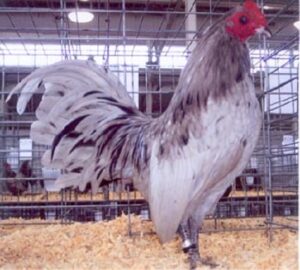 Splash Old English Game Bantam Chickens | Cackle Hatchery®