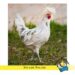 Splash Polish Chickens - Baby Chicks & Fowl | Cackle Hatchery®