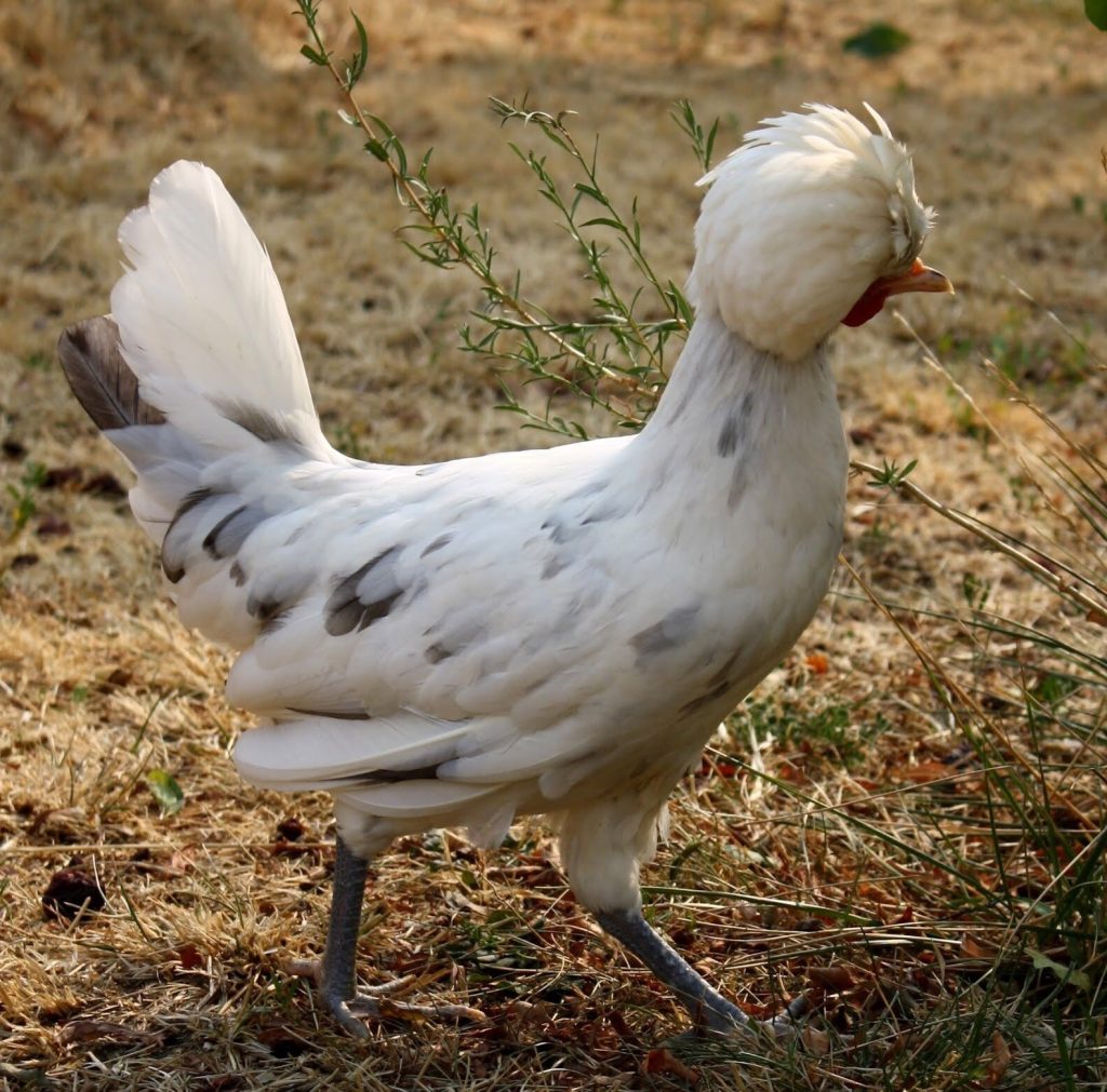 Splash Polish Chickens - Baby Chicks & Fowl | Cackle Hatchery®