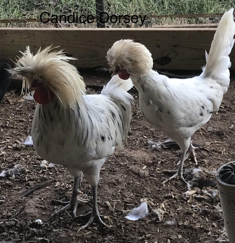 Splash Polish Chickens - Baby Chicks & Fowl | Cackle Hatchery®