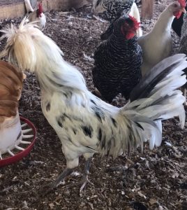 Splash Polish Chickens - Baby Chicks & Fowl | Cackle Hatchery®