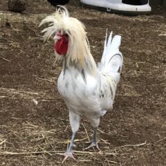 Splash Polish Chickens - Baby Chicks & Fowl | Cackle Hatchery®