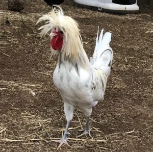 Splash Polish Chickens - Baby Chicks & Fowl | Cackle Hatchery®