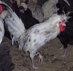 Splash Polish Chickens - Baby Chicks & Fowl | Cackle Hatchery®