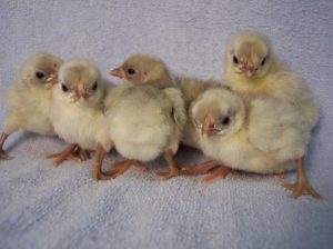 Splash Rosecomb Bantam Chickens | Cackle Hatchery®