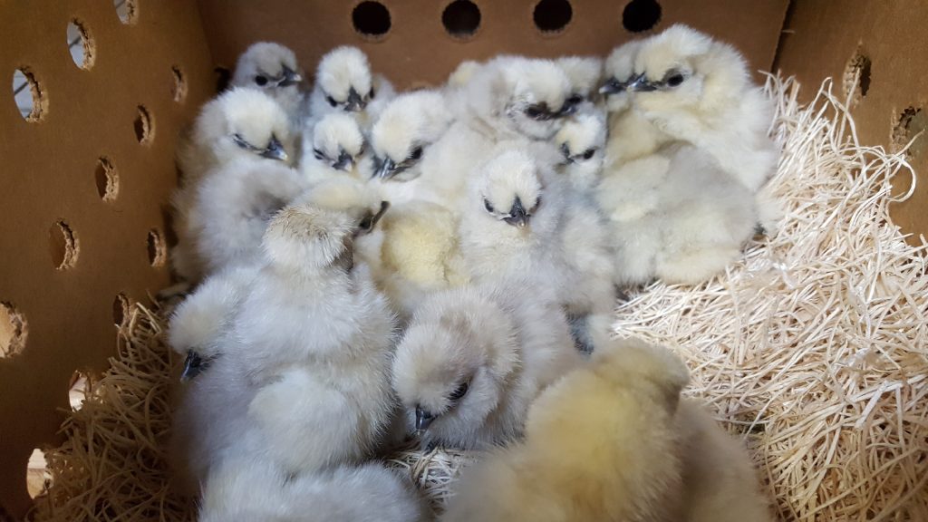 Splash Silkie Bantams - Baby Chicks for Sale | Cackle Hatchery®