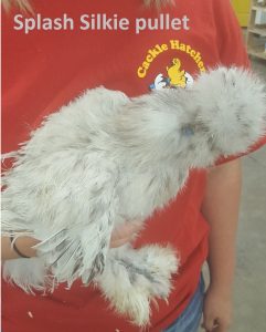 Splash Silkie Bantams - Baby Chicks for Sale | Cackle Hatchery®