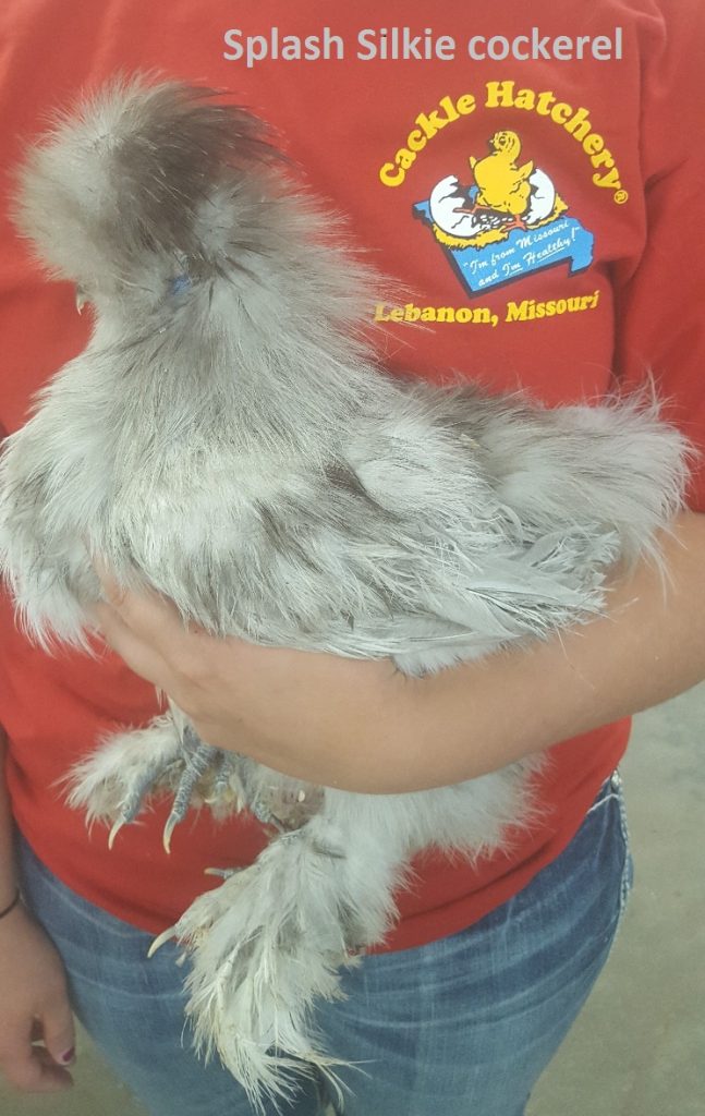 Splash Silkie Bantams - Baby Chicks for Sale | Cackle Hatchery®