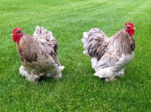 Splash Cochin - Standard Cochin Chickens | Cackle Hatchery®