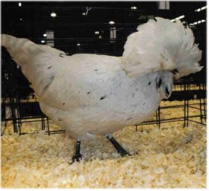 Splash Polish Chickens - Baby Chicks & Fowl | Cackle Hatchery®