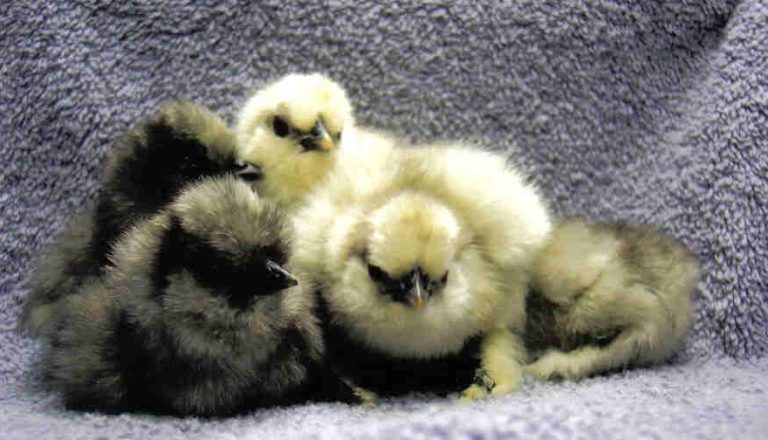 Splash Silkie Bantams - Baby Chicks for Sale | Cackle Hatchery®