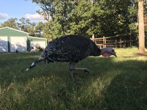 Heritage (Standard) Bronze Turkey Poults | Cackle Hatchery®
