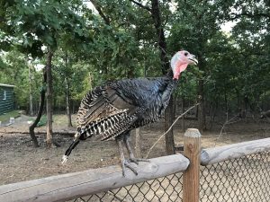 Heritage (Standard) Bronze Turkey Poults | Cackle Hatchery®