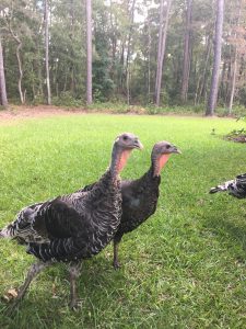 Heritage (Standard) Bronze Turkey Poults | Cackle Hatchery®