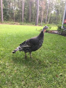 Heritage (Standard) Bronze Turkey Poults | Cackle Hatchery®