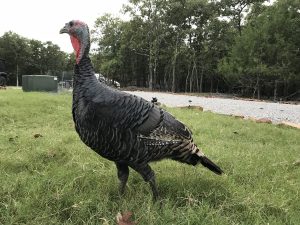 Heritage (Standard) Bronze Turkey Poults | Cackle Hatchery®