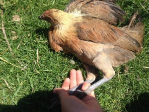 Golden Duckwing Phoenix Chickens | Cackle Hatchery®
