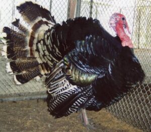 Heritage (Standard) Bronze Turkey Poults | Cackle Hatchery®