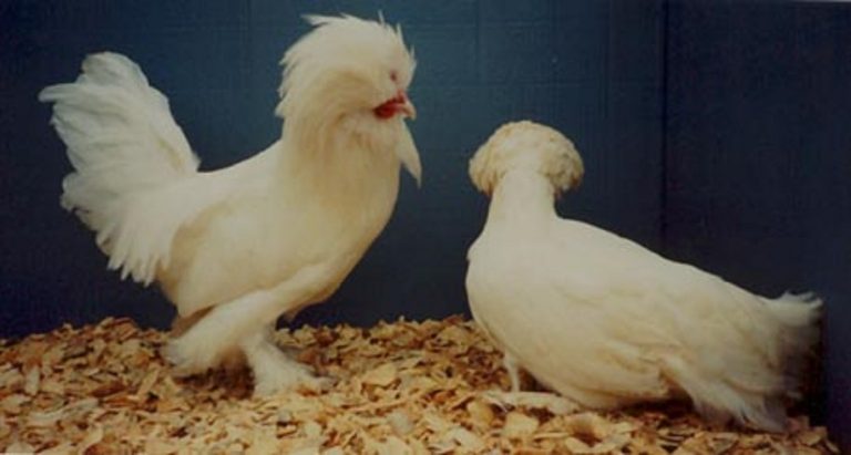 White Sultan Chickens : Baby Chicks for Sale | Cackle Hatchery®